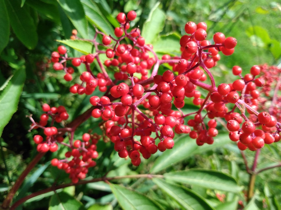 Red Elderberry Seeds - Etsy