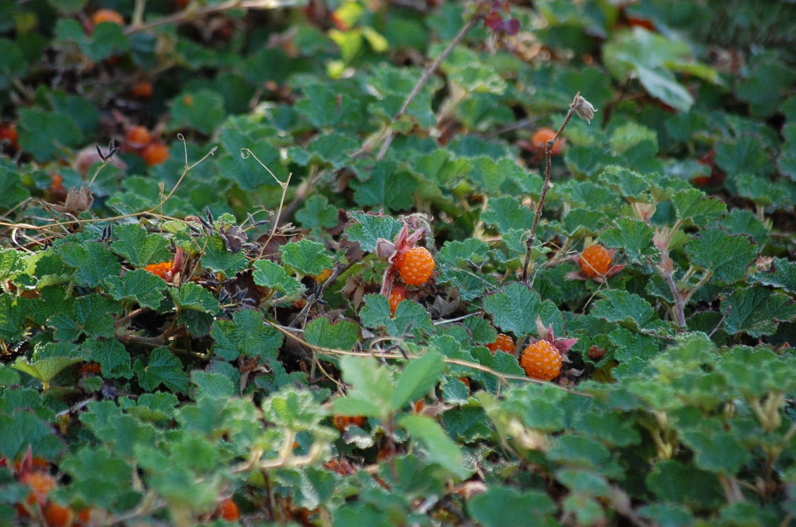Creeping Raspberry 30 Seeds - Etsy Canada