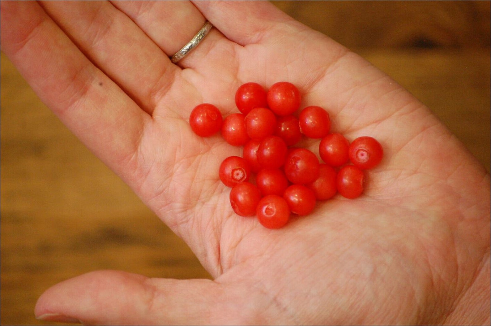 Red Huckleberry 30seeds - Etsy