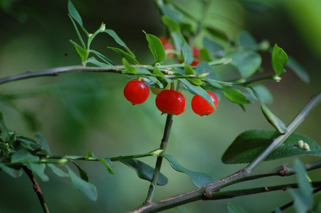 Red Huckleberry 30seeds - Etsy