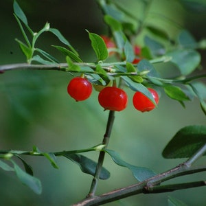 Red Huckleberry 30seeds - Etsy