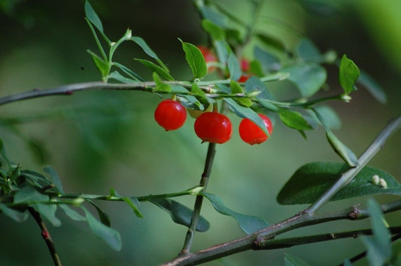 Red Huckleberry 30seeds - Etsy