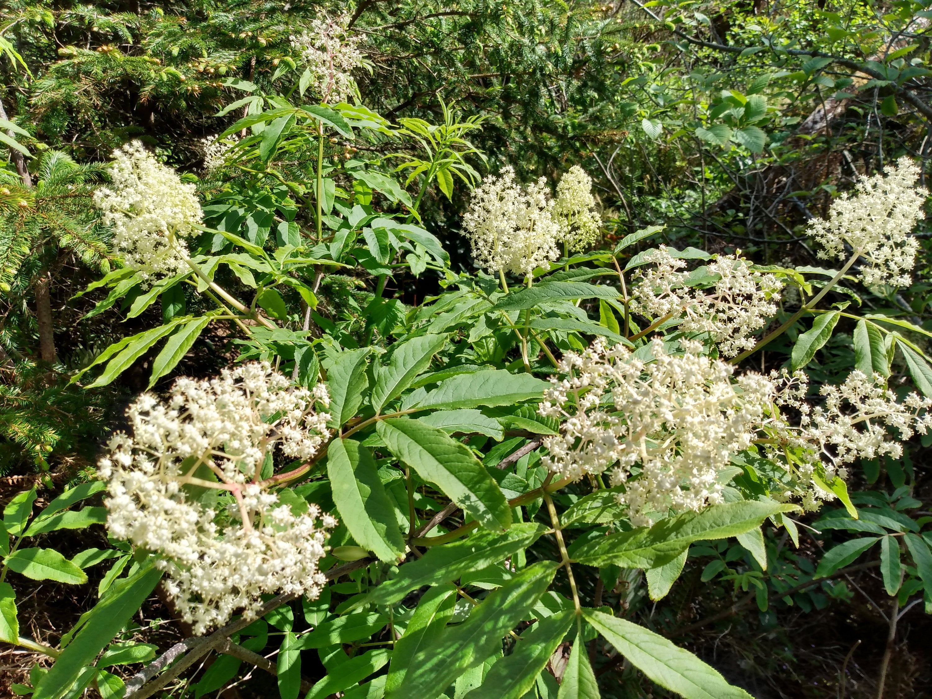 Red Elderberry Seeds - Etsy