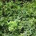 Salal Berry / Gaultheria Shallon (30+ Seeds) - Etsy
