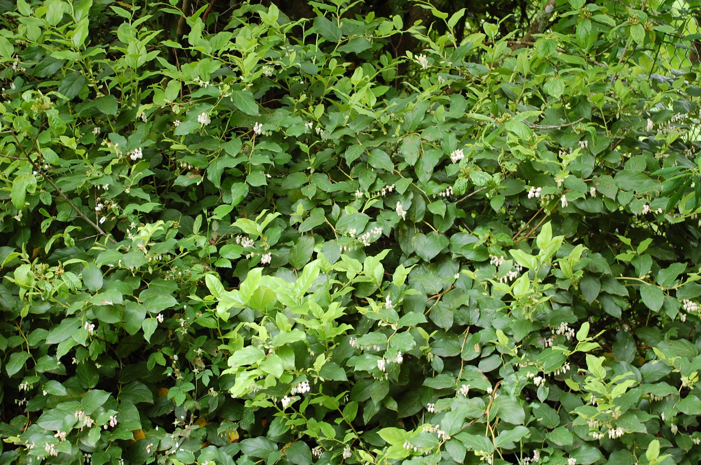 Salal Berry / Gaultheria Shallon (30+ Seeds) - Etsy