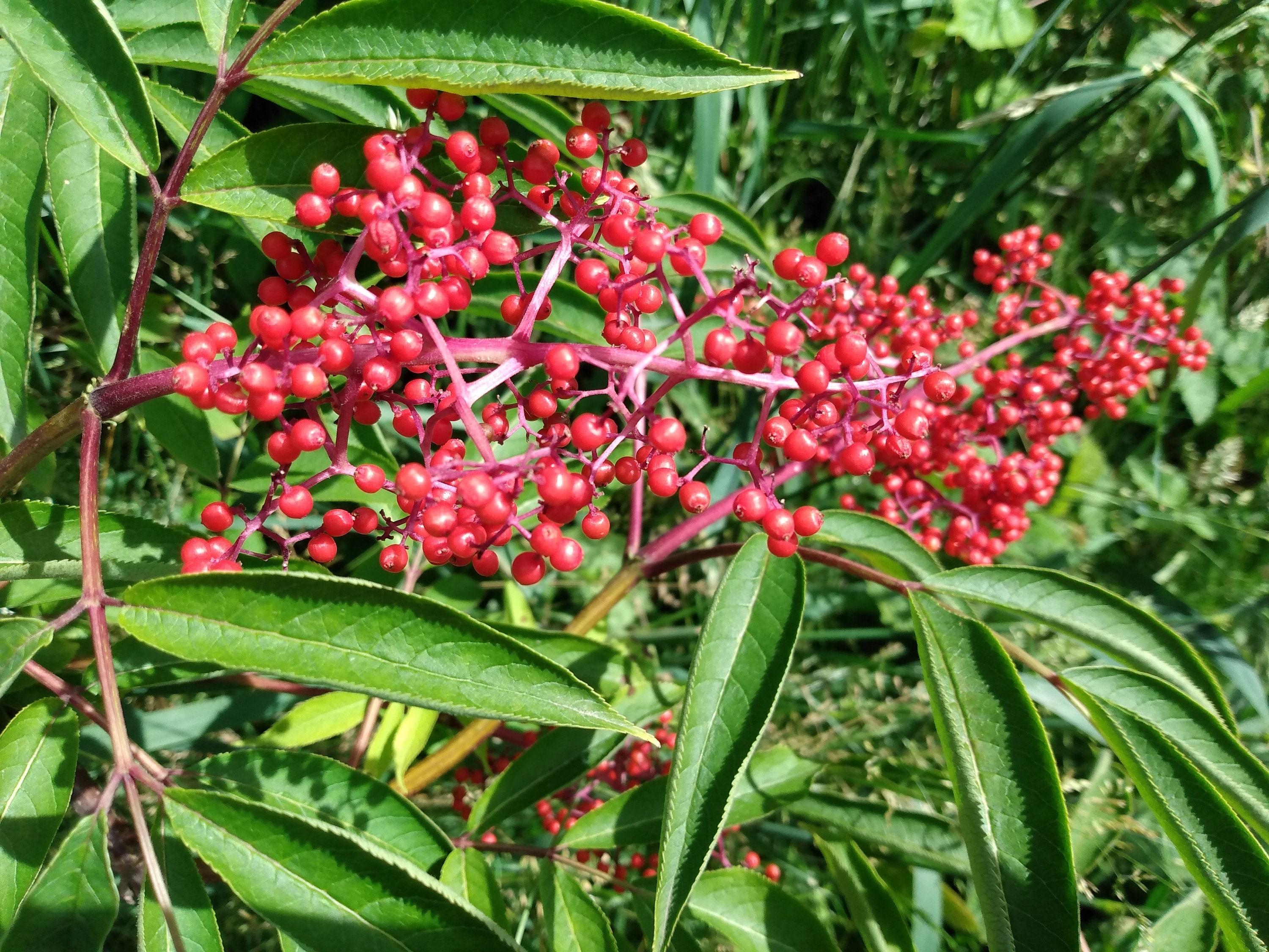 Red Elderberry Seeds - Etsy