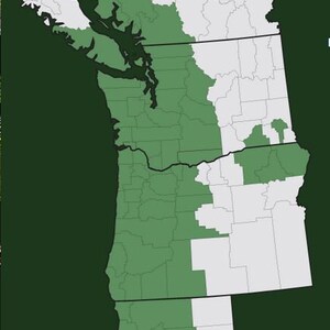 Pacific / Trailing Blackberry - Etsy