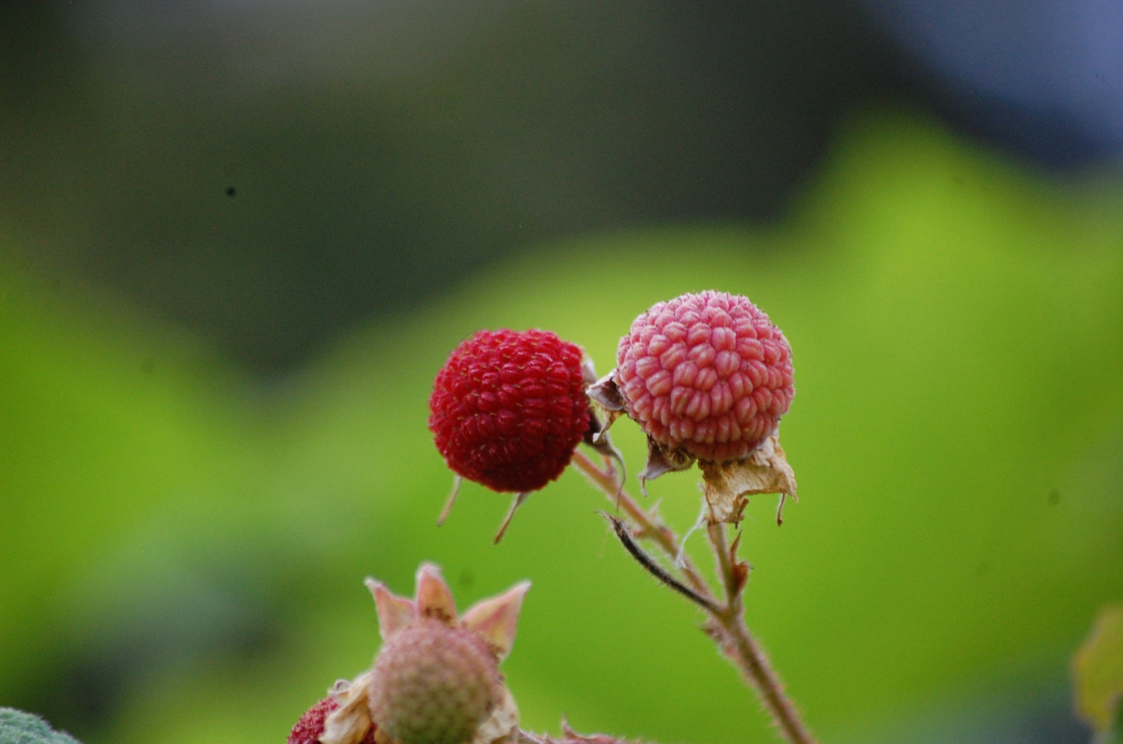 Thimbleberry Seeds - Etsy