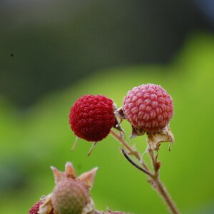 Thimbleberry Seeds - Etsy