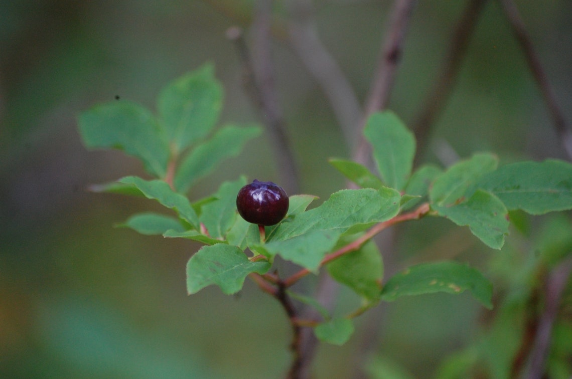 Mountain Huckleberry Seeds - Etsy