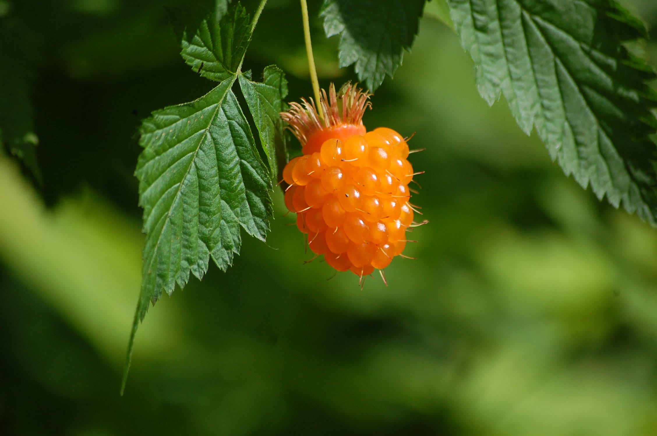 Cloudberry Plant