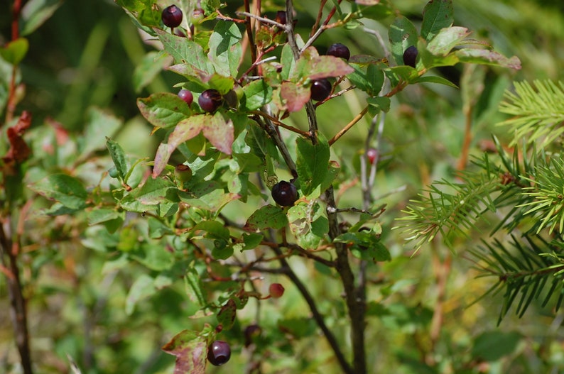 Mountain Huckleberry Seeds - Etsy