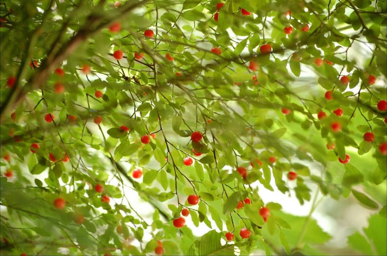 Red Huckleberry 30seeds - Etsy