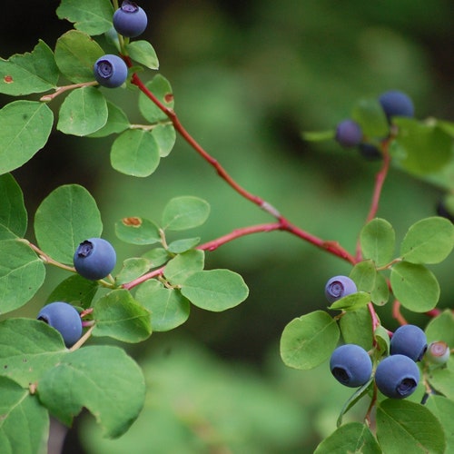 Oval Leaf Huckleberry Seeds - Etsy