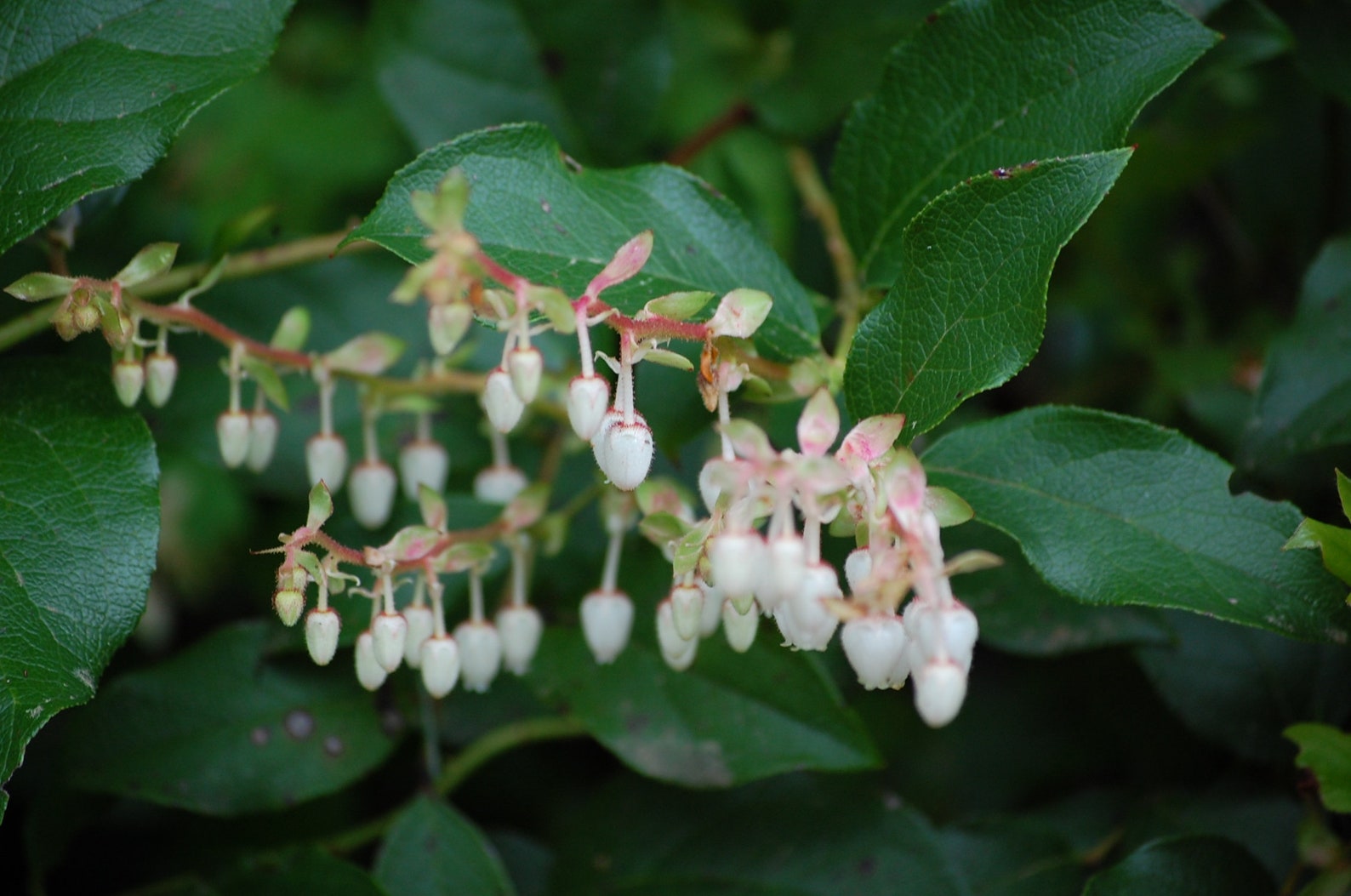 Salal Berry / Gaultheria Shallon 30 Seeds - Etsy