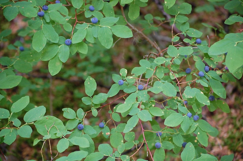 Oval Leaf Huckleberry Seeds - Etsy