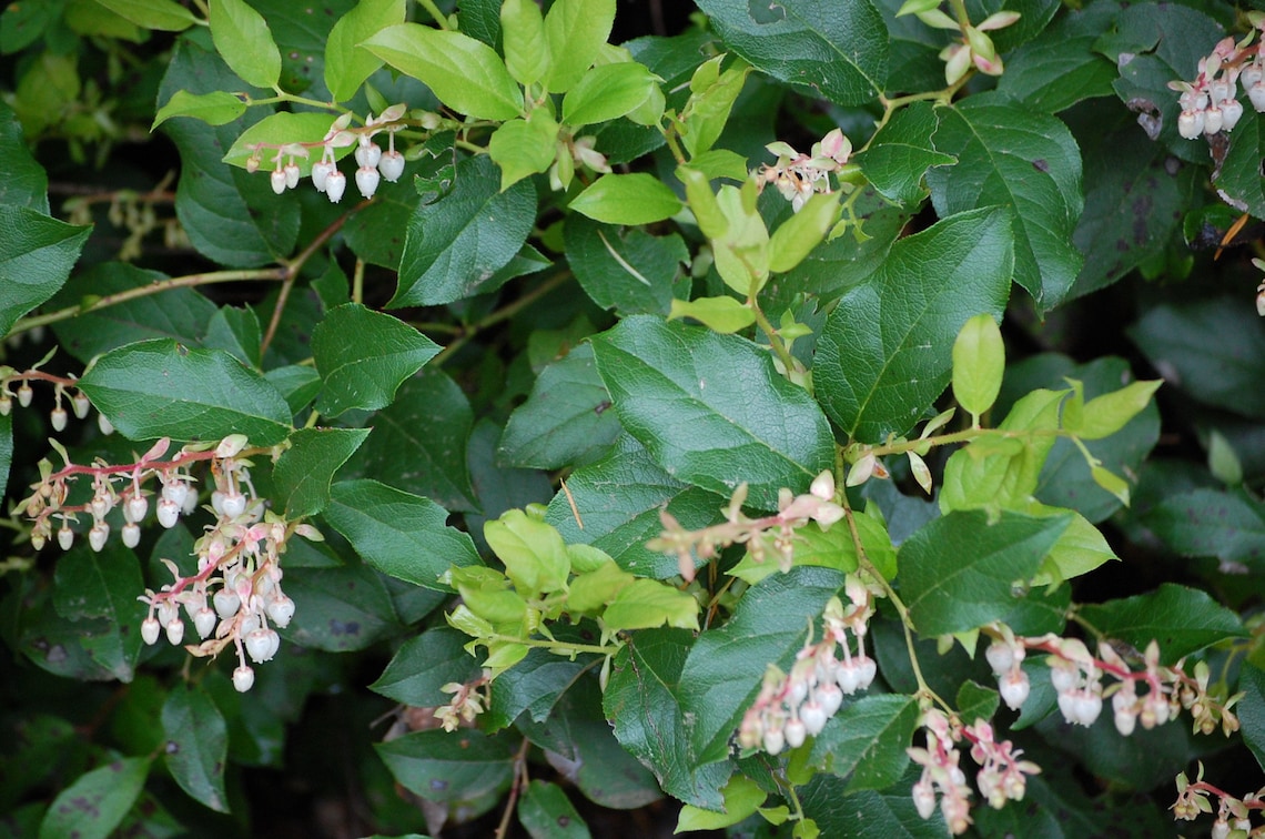 Salal Berry / Gaultheria Shallon 30 Seeds - Etsy