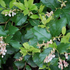 Salal Berry / Gaultheria Shallon (30+ Seeds) - Etsy