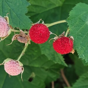 Thimbleberry Seeds - Etsy