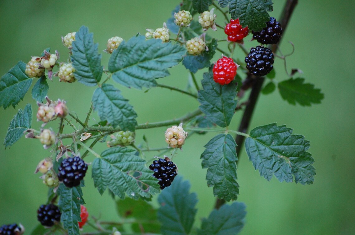 Pacific / Trailing Blackberry - Etsy