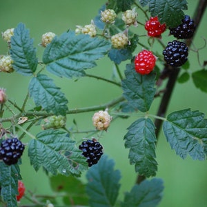 Pacific / Trailing Blackberry - Etsy