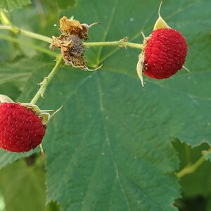 Thimbleberry Seeds - Etsy