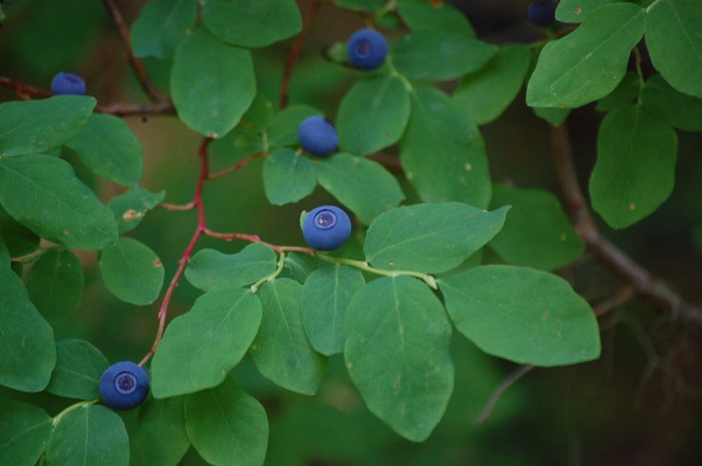 Oval Leaf Huckleberry Seeds - Etsy