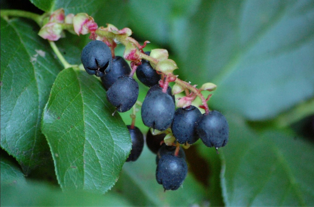 Salal Berry / Gaultheria Shallon (30+ Seeds) - Etsy