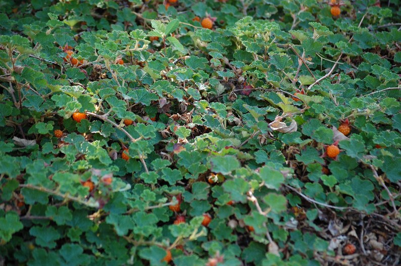 Creeping Raspberry 30 Seeds - Etsy