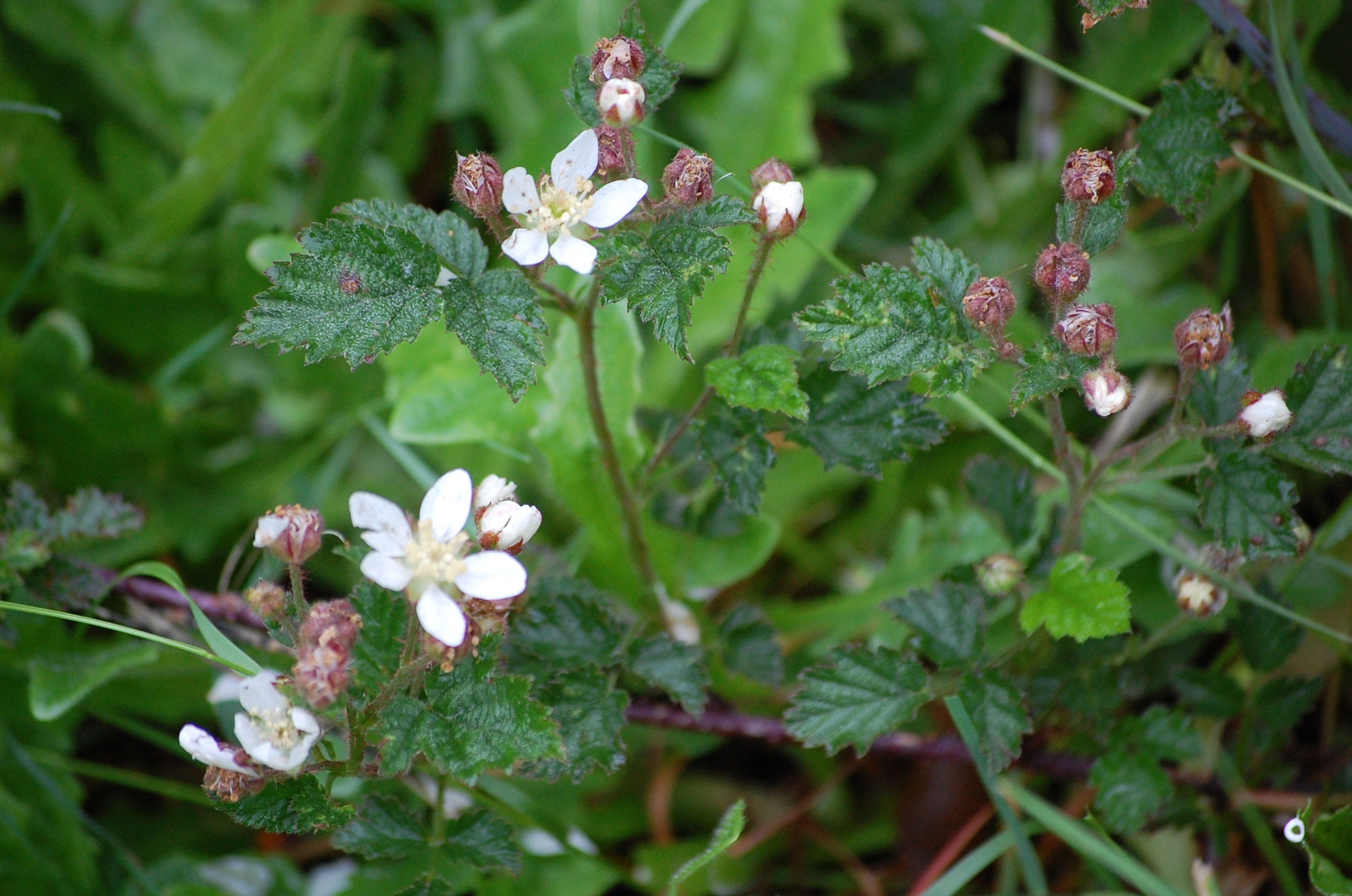 Pacific / Trailing Blackberry - Etsy