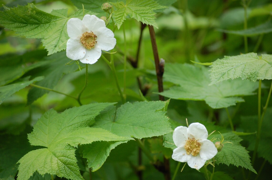 Thimbleberry Seeds - Etsy