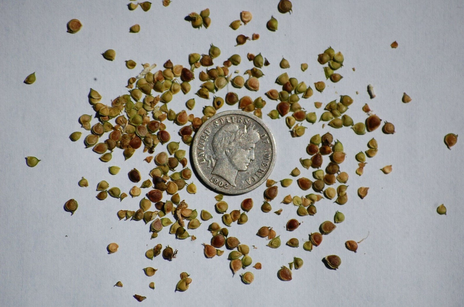 Buttercup Seeds - Etsy