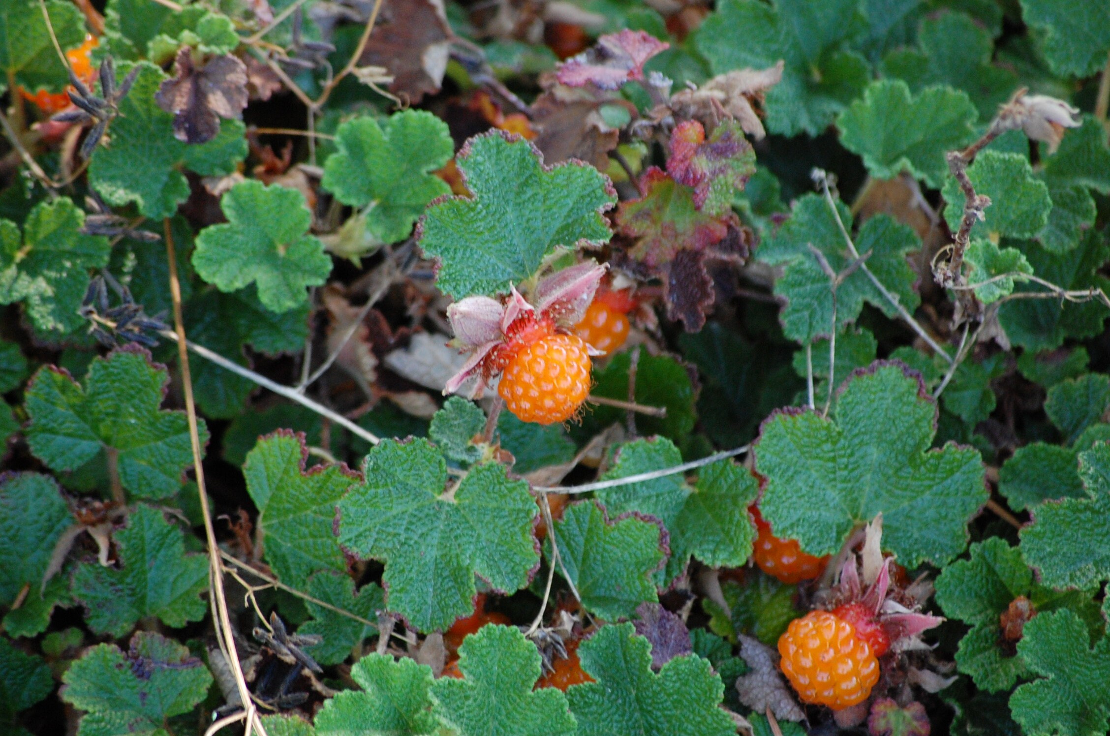 Creeping Raspberry 30 Seeds - Etsy Canada