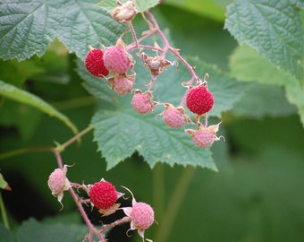Salal Berry / Gaultheria Shallon 30 Seeds | Etsy