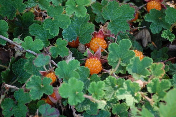 Creeping Raspberry 30 Seeds - Etsy Canada