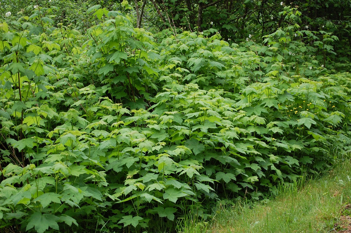Thimbleberry Seeds - Etsy