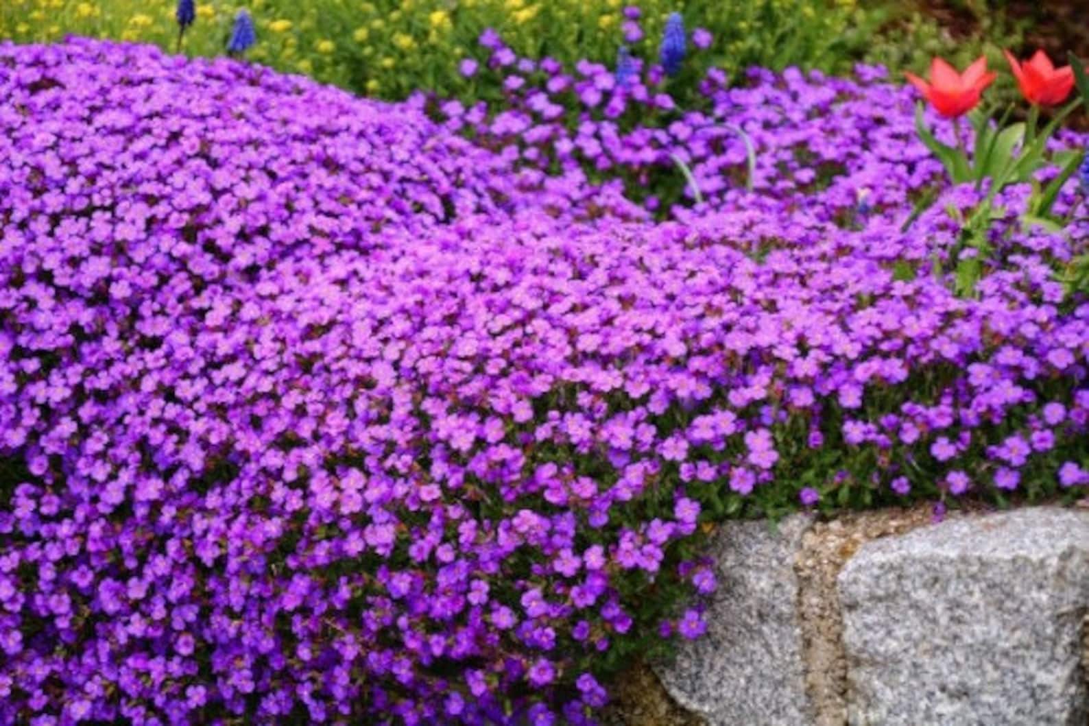 Perennial Ground Cover Creeping Aubrieta Cascade Lilac - Etsy Canada