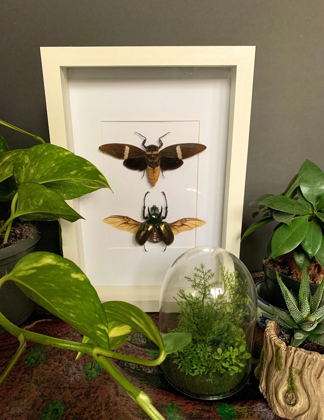 Tosena Albata & Chalcosoma Atlas in White Frame, Entomology - Etsy