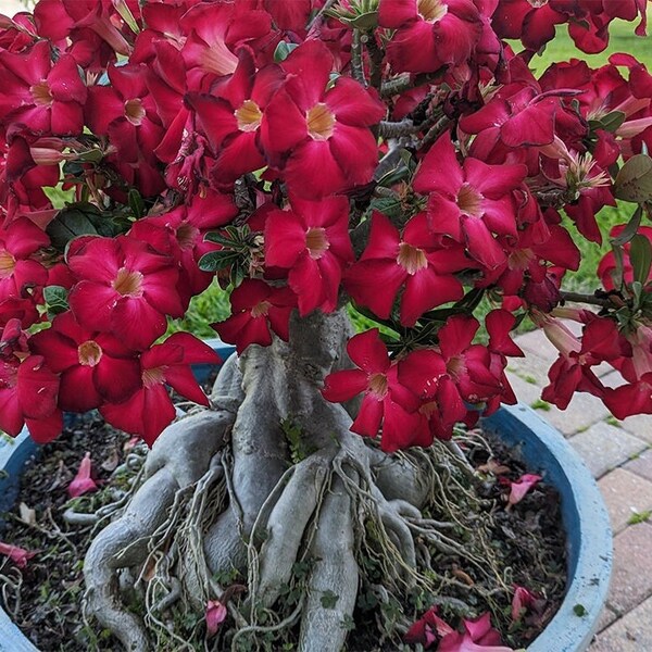 Desert Rose Bonsai - Etsy
