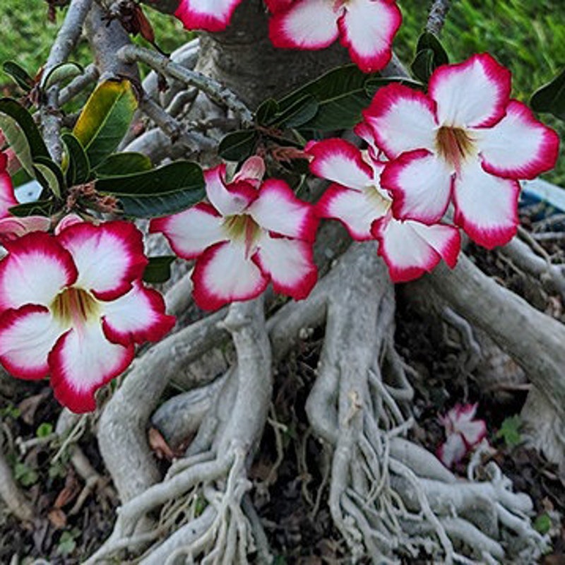 Desert Rose Bonsai - Etsy