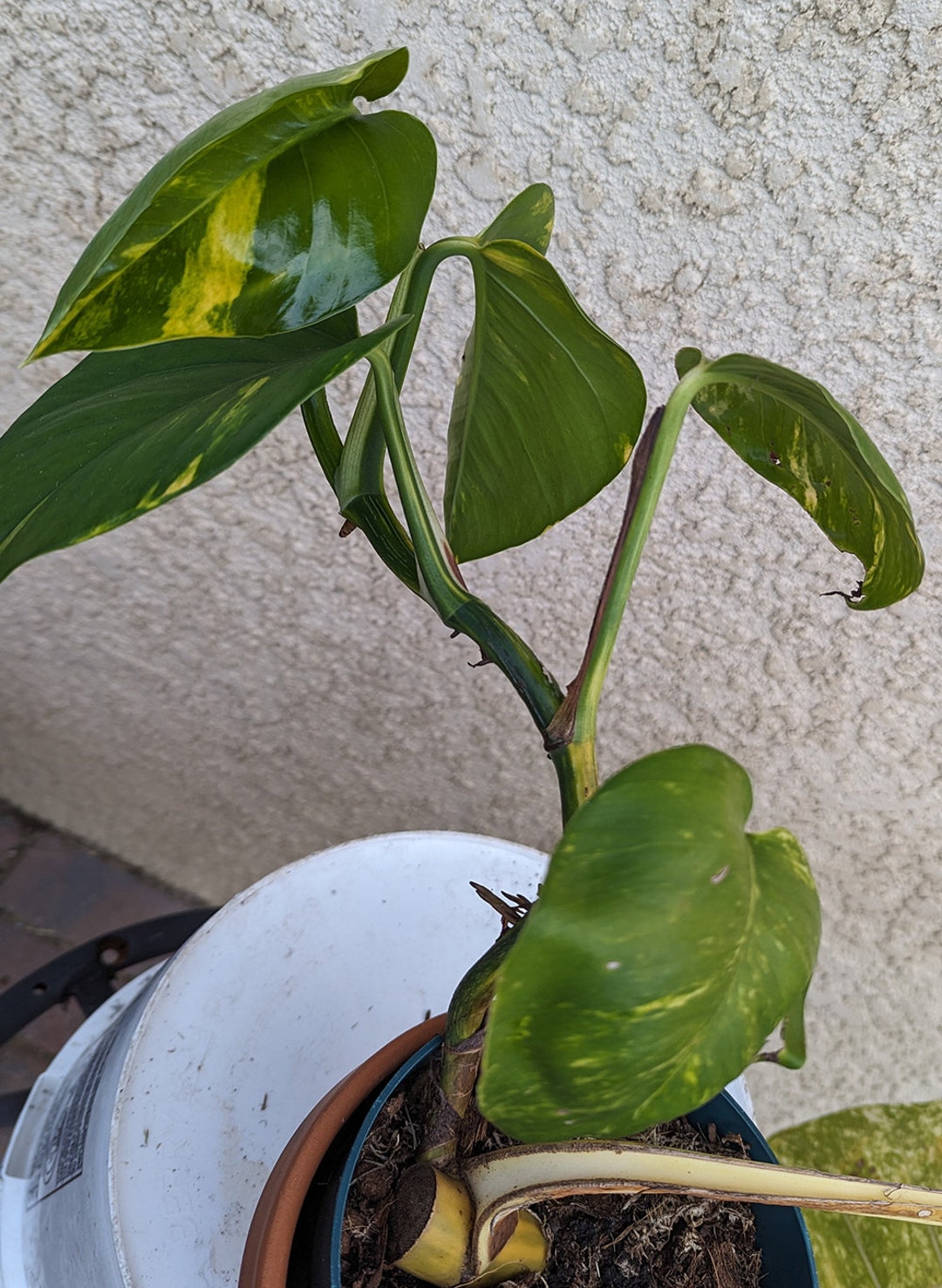 Giant Hawaiian Variegated Pothos Two Nodes Cutting - Etsy