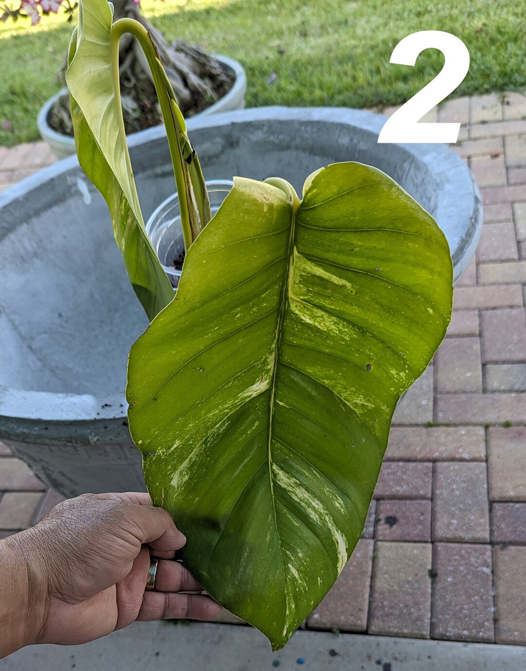 Giant Hawaiian Variegated Pothos Node Cutting - Etsy