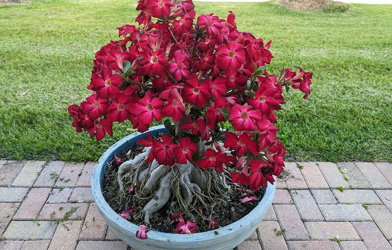 Red Desert Rose Adenium Obesum Bonsai Tree 1 - Etsy