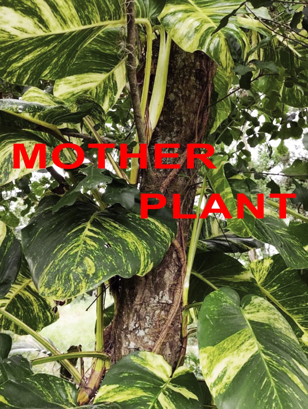 Giant Hawaiian Variegated Pothos Node Cutting - Etsy