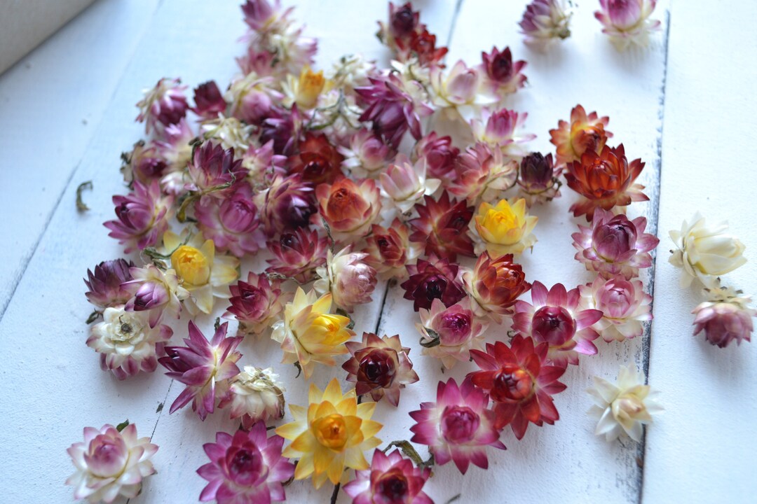 Small Strawflower Heads, Mix Color, Tiny Strawflowers, Assorted Sizes 1 ...