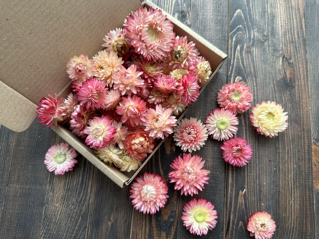 25 Strawflower Heads, Resin Dried Flowers, Light Pink Helichrysum,craft ...