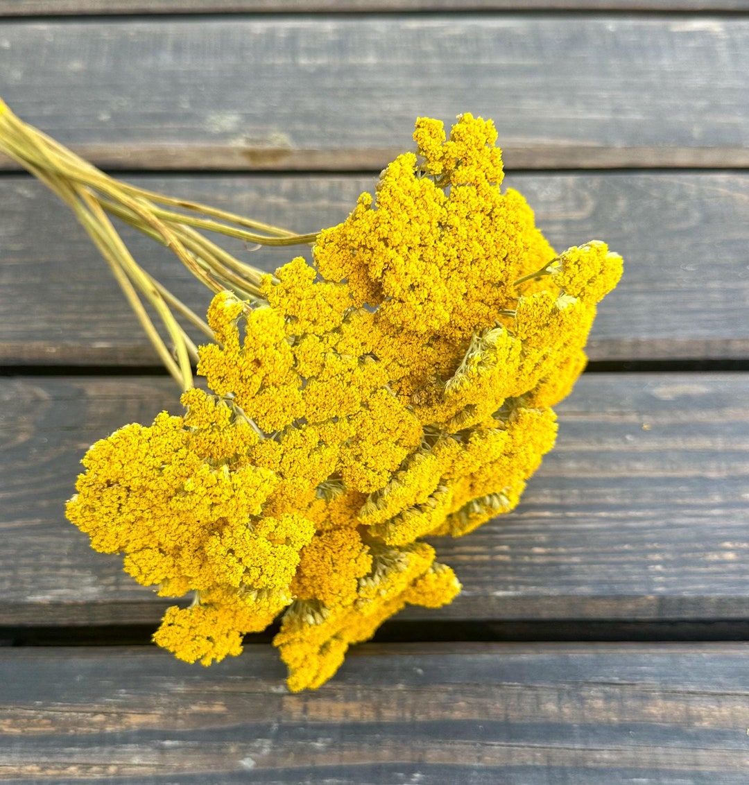 Dried Yellow Yarrow Stems, Achillea Bunch, Golden Dry Flowers ...