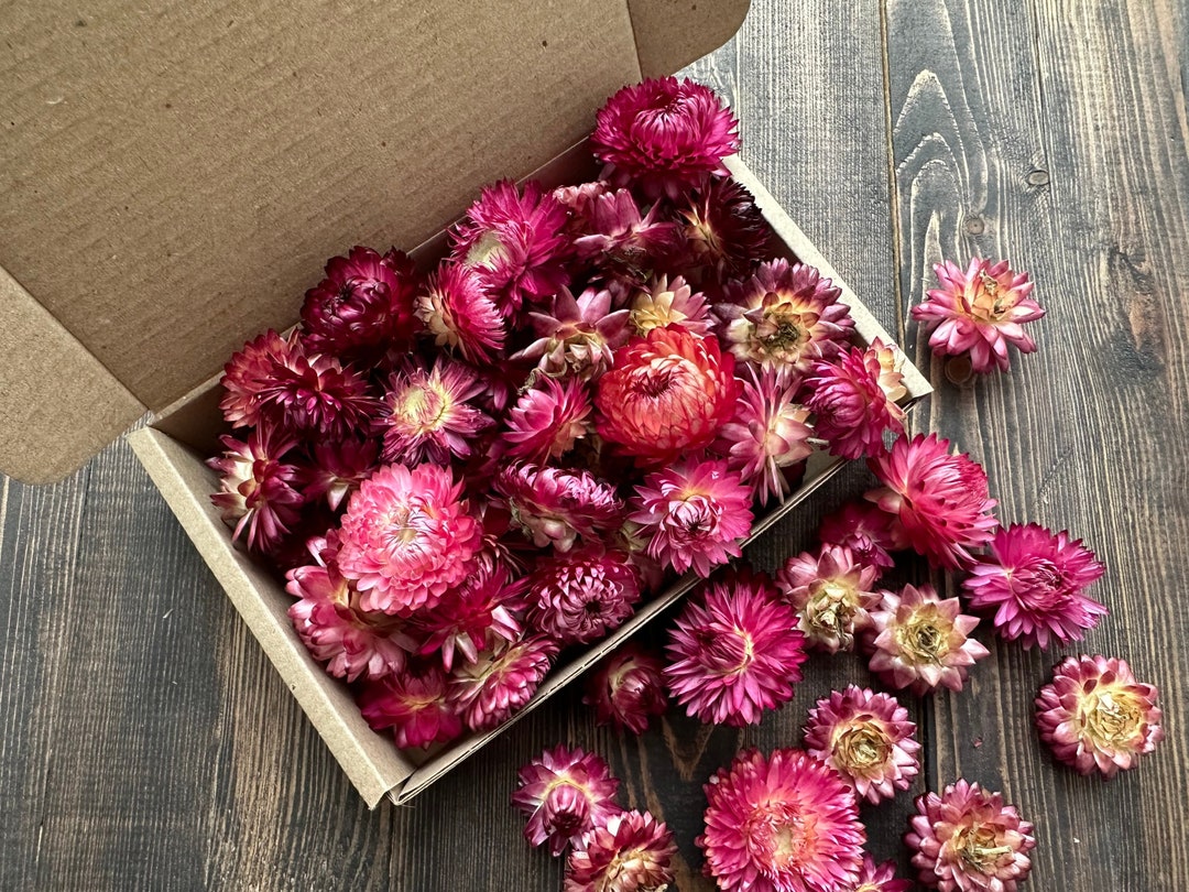 25 Purple Strawflower Heads, Resin Dried Flowers, Pink Helichrysum ...