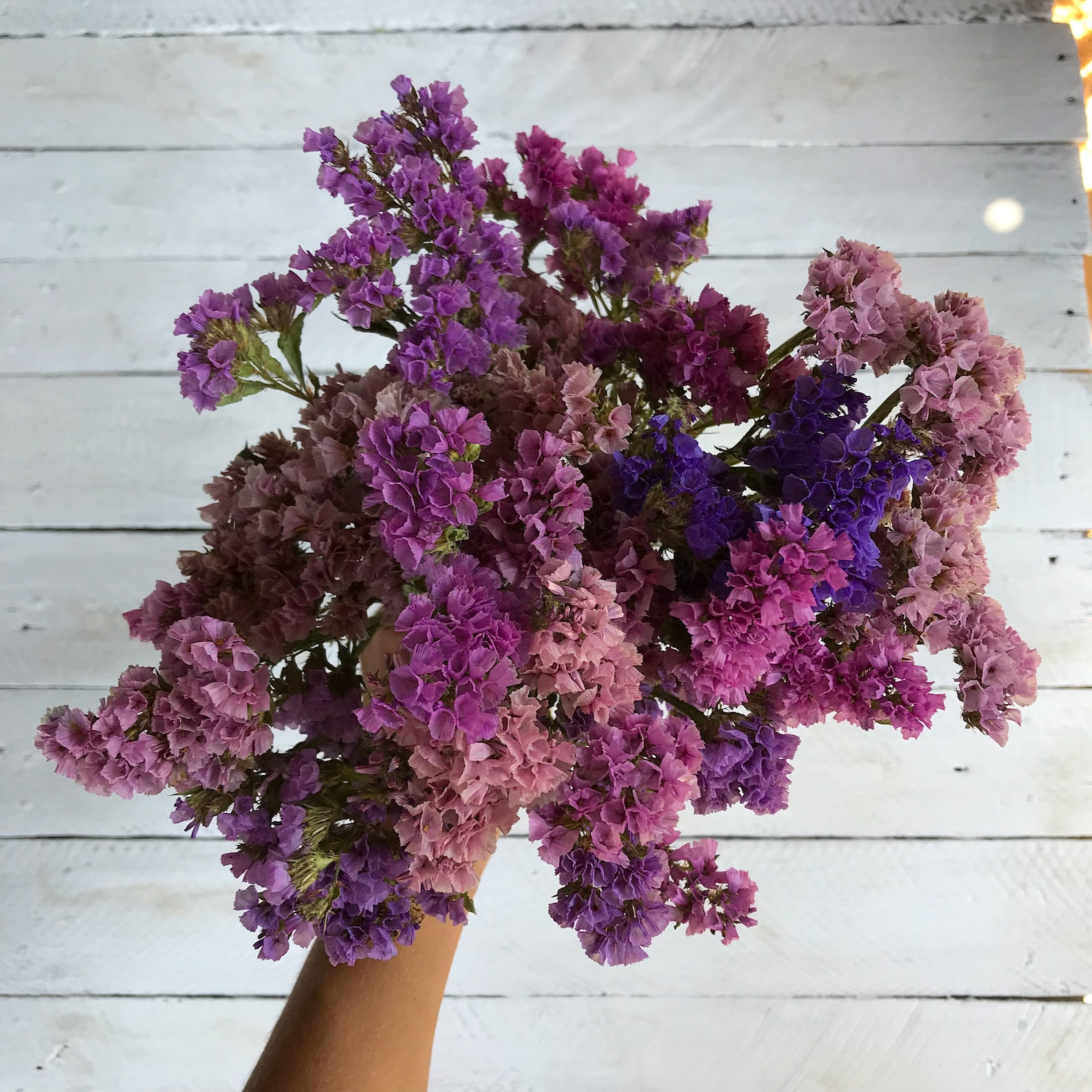 Dried Statice Bouquet Pink Limonium Dry Flower Bunch | Etsy