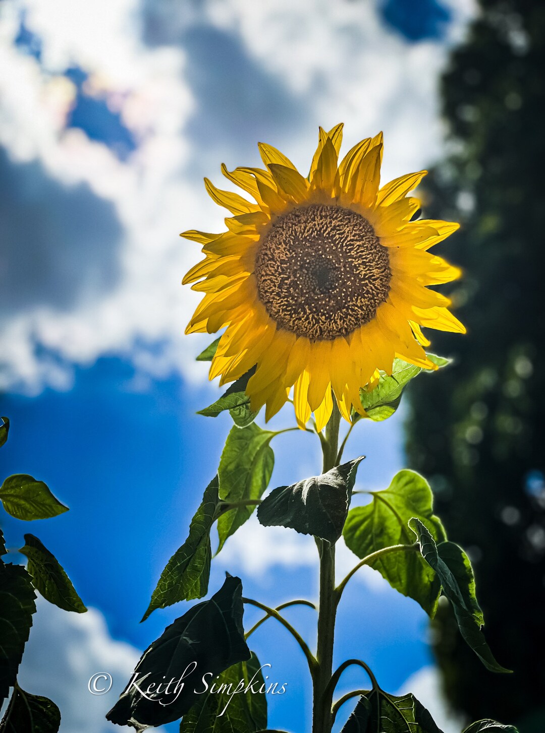 Single Sunflower Photo Print, Original Art Print, Original Photography ...